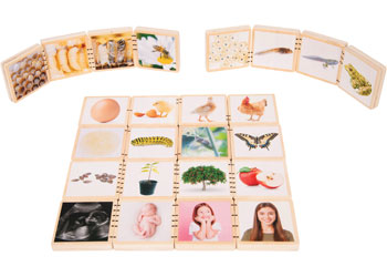 Early Years Life Cycle Kit - MTA Catalogue