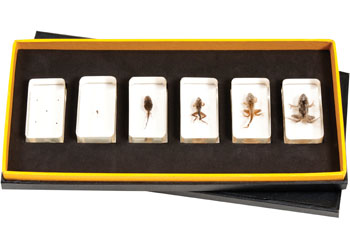 Early Years Life Cycle Kit - MTA Catalogue