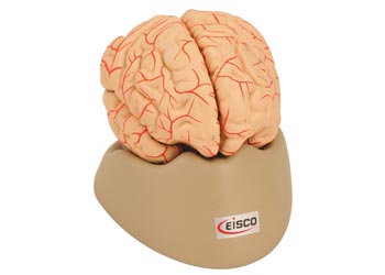 Human Brain Model with Arteries – 8 parts - MTA Catalogue