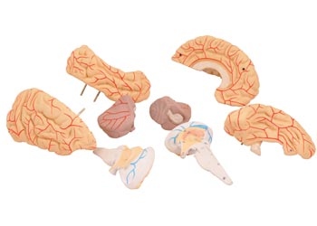 Human Brain Model with Arteries – 8 parts - MTA Catalogue
