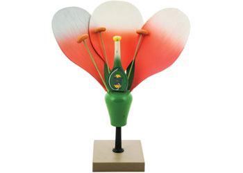 Typical Flower Model – Dissectible - MTA Catalogue