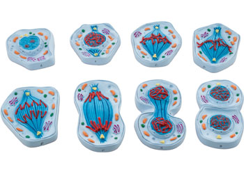 Mitosis Model – Set of 8 - MTA Catalogue