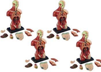 Human Anatomy Model – Set of 4 - MTA Catalogue