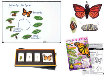 Butterfly Life Cycle Kit - MTA Catalogue