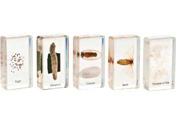 Mini Beast Silkworm Life Cycle – 5 Pc - MTA Catalogue