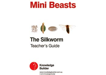 Mini Beast Silkworm Life Cycle – 5 Pc - MTA Catalogue