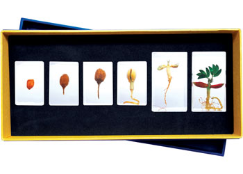 Mini Beast Super Life Cycle Kit – Set of 5 - MTA Catalogue