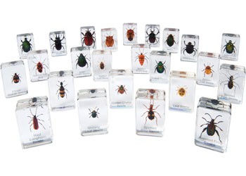 Mini Beasts Complete Set - MTA Catalogue