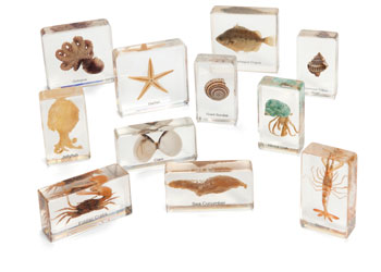 Mini Beasts Complete Set - MTA Catalogue