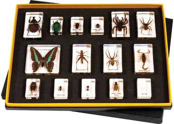 Mini Beasts Insects and Spiders – Large Set - MTA Catalogue