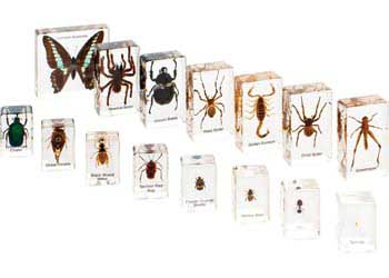 Mini Beasts Insects and Spiders – Large Set - MTA Catalogue