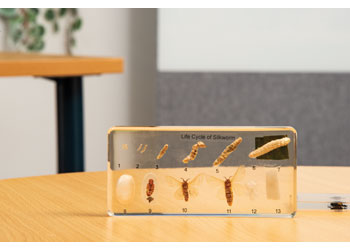 Mini Beast Big Block Life Cycles Silkworm - MTA Catalogue