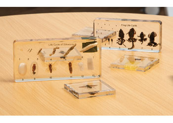 Mini Beast Big Block Life Cycles Silkworm - MTA Catalogue