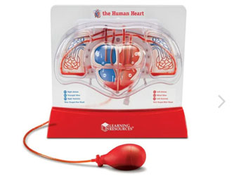 Pumping Heart Model - MTA Catalogue