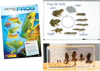 The Life Cycle of the Frog - MTA Catalogue
