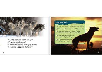 Meet the Grey Wolf - MTA Catalogue