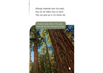 Tall Trees - MTA Catalogue