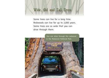 Tall Trees - MTA Catalogue