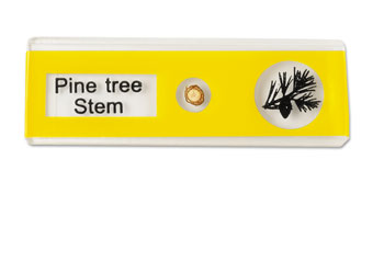 Prepared Slides Plants PK12 - MTA Catalogue