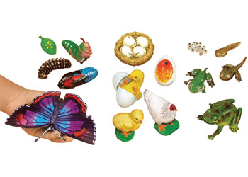 Life Cycle Sequencing Kit - MTA Catalogue