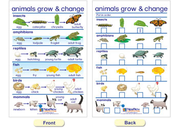 All About Animals EC Chart Set - MTA Catalogue