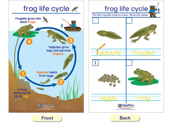 All About Animals EC Chart Set - MTA Catalogue