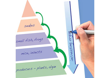 Food Chains and Food Webs Curriculum Mastery Flip Chart Set - MTA Catalogue