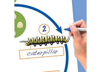 Life Cycles Flip Chart Set of 10 - MTA Catalogue