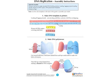 DNA Replication Model Making Kit - MTA Catalogue