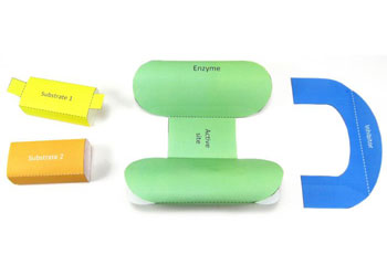 Enzymes Model Making Kit - MTA Catalogue