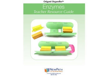 Enzymes Model Making Kit - MTA Catalogue