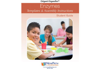 Enzymes Model Making Kit - MTA Catalogue