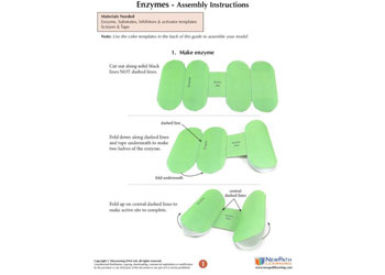 Enzymes Model Making Kit - MTA Catalogue