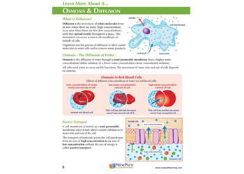 Osmosis & Diffusion Model Making Kit - MTA Catalogue