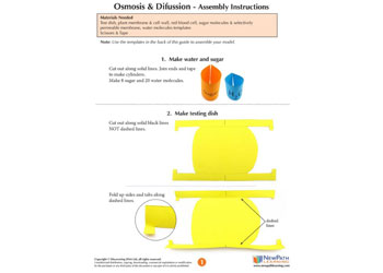 Osmosis & Diffusion Model Making Kit - MTA Catalogue