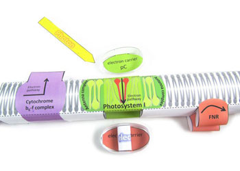 Photosynthesis & Light Reactions Model Making Kit - MTA Catalogue