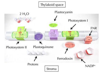 Photosynthesis & Light Reactions Model Making Kit - MTA Catalogue