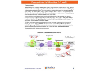 Photosynthesis & Light Reactions Model Making Kit - MTA Catalogue