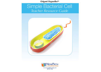 Simple Bacterial Cell Model Making Kit - MTA Catalogue