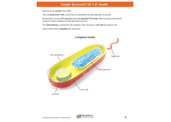 Simple Bacterial Cell Model Making Kit - MTA Catalogue
