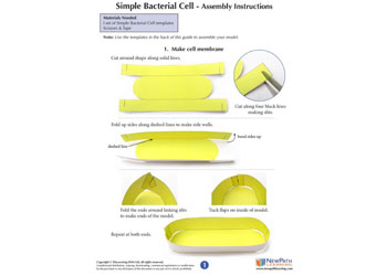 Simple Bacterial Cell Model Making Kit - MTA Catalogue