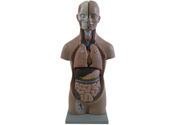 Model – Torso Mini Sexless – 50cm - MTA Catalogue