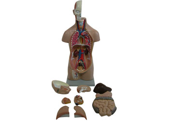 Model – Torso Mini Sexless – 50cm - MTA Catalogue