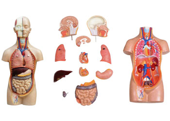 Model – Torso Mini Sexless – 50cm - MTA Catalogue