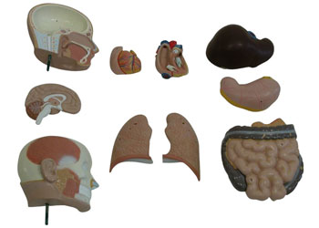 Model – Torso Mini Sexless – 50cm - MTA Catalogue