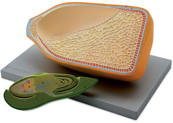 Model – Corn Seed – 2 Parts – 40x Enlarged - MTA Catalogue