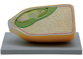 Model – Corn Seed – 2 Parts – 40x Enlarged - MTA Catalogue