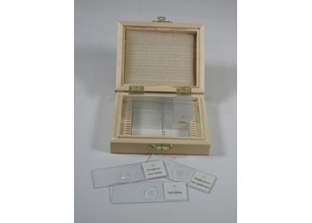 Slide Set – Mixed Bacteria – Set of 12 - MTA Catalogue