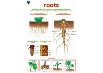 Chart – Root – Explains Function of a Root - MTA Catalogue