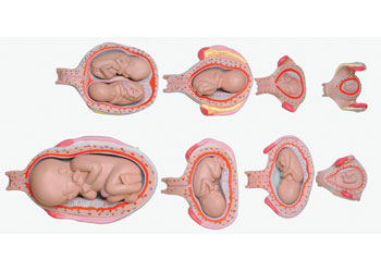 Model – Fetal Development – Human – Set of 8 - MTA Catalogue